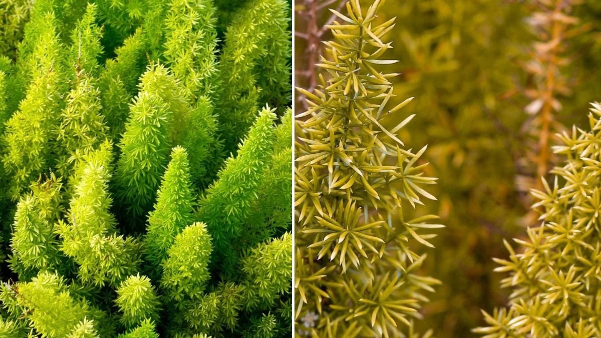 7 Reasons Your Foxtail Fern Is Turning Yellow (And How to Fix It ...